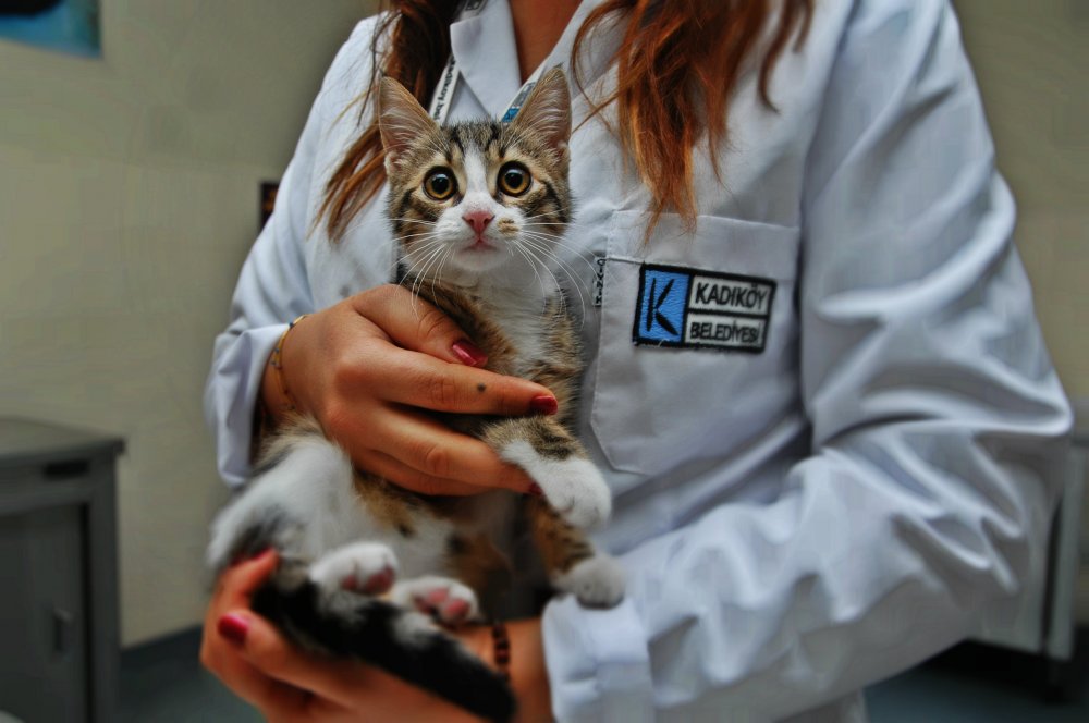 "Kedinizi veterinere götürün"| Haberler