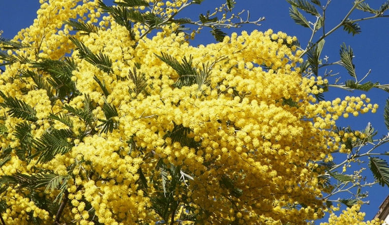Baharın habercisi mimoza çiçekleri| Haberler